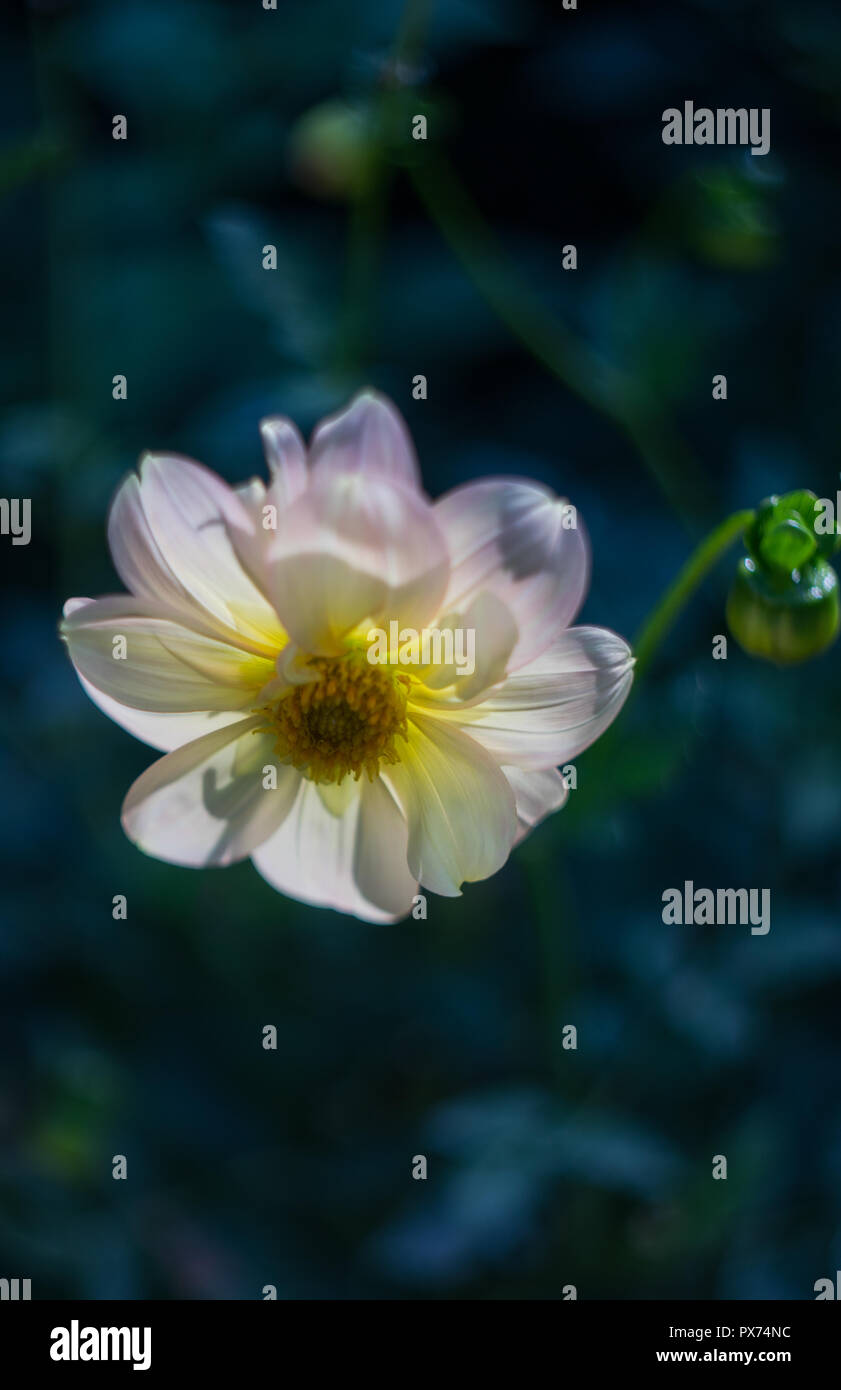 Calliopsis wildflowers hi-res stock photography and images - Alamy