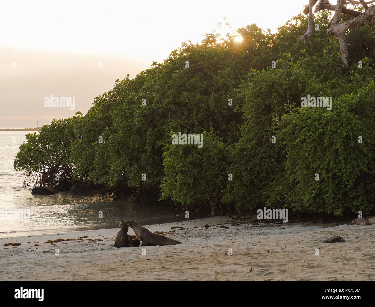 Galapagos islands ecuador isla gardner hi-res stock photography and ...
