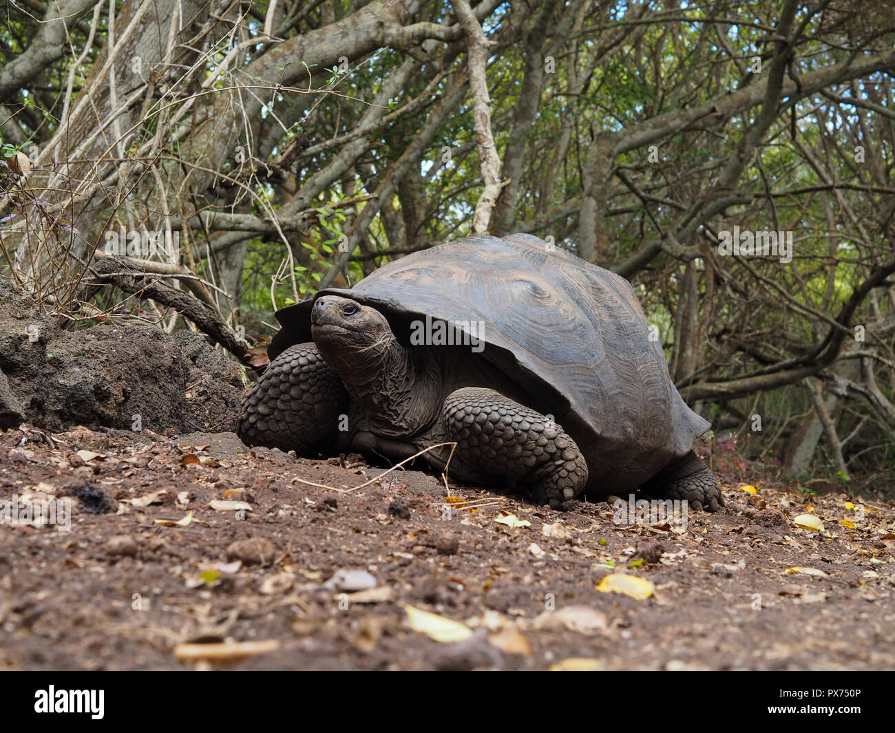 Giant turtle on Isla Isabela, Galapagos, Ecuador Stock Photo - Alamy