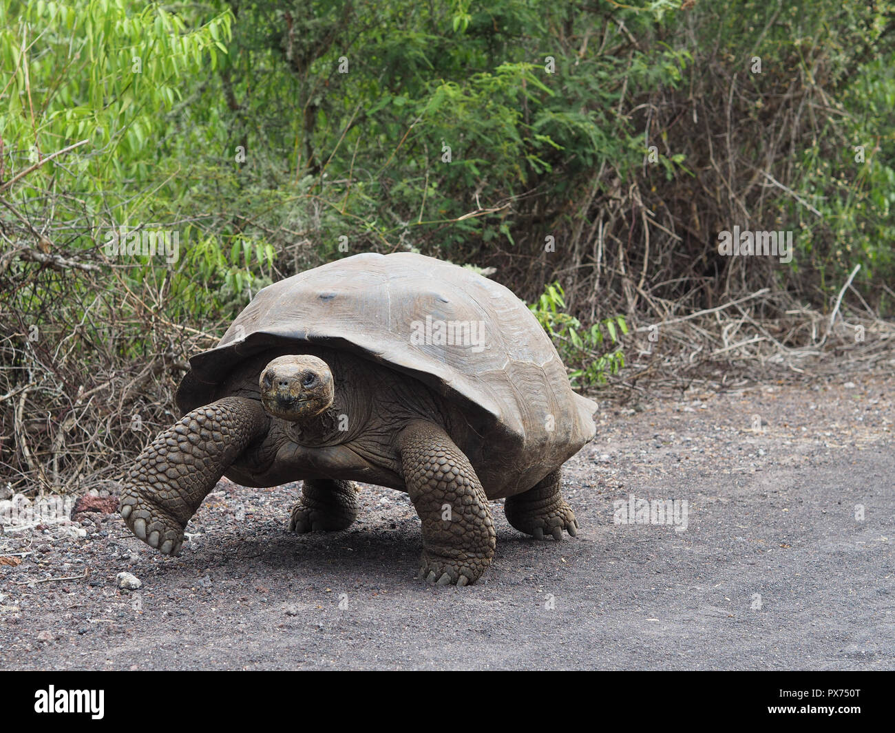 Giant turtle walking on Isla Isabela, Galapagos, Ecuador Stock Photo ...
