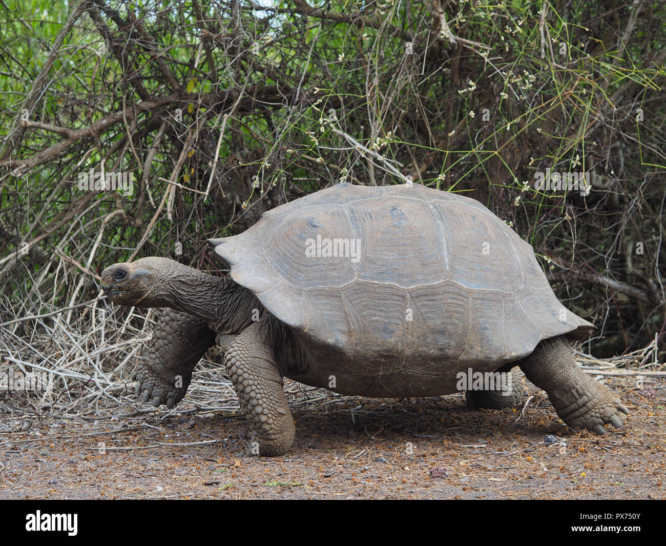 Giant turtle walking on Isla Isabela, Galapagos, Ecuador Stock Photo ...