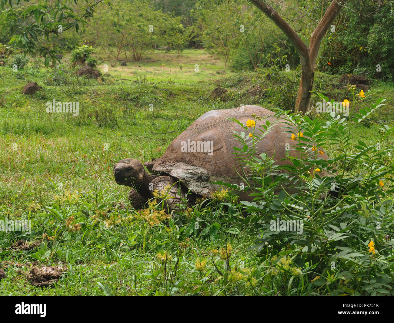 Giant turtle on Isla Santa Cruz, Galapagos, Ecuador Stock Photo - Alamy