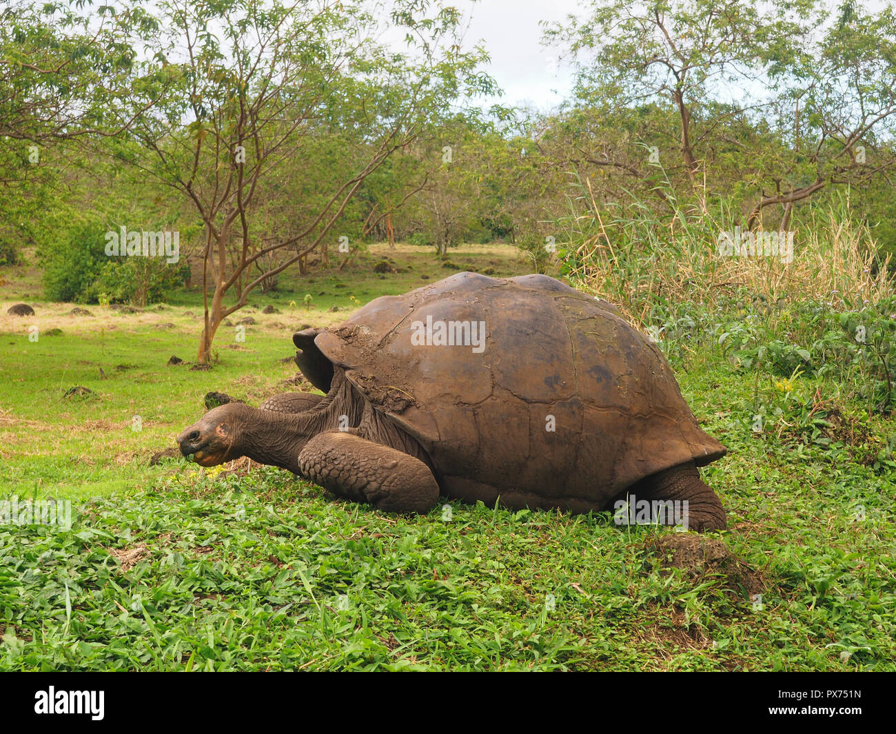 Endemic endangered giant tortoise face head hi-res stock photography ...