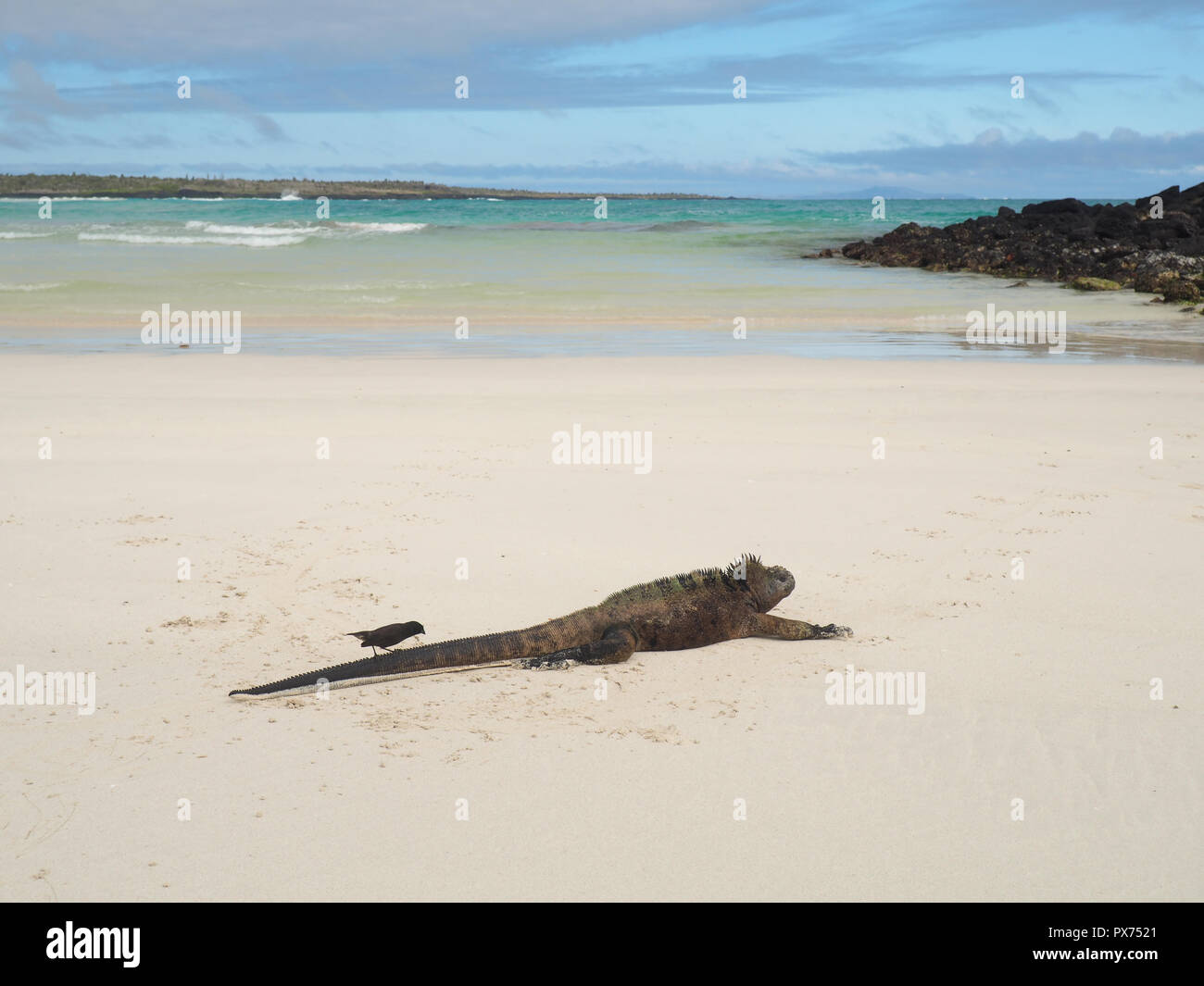 Bird sitting on Iguana at Tortuga Bay, Galapagos, Ecuador Stock Photo ...