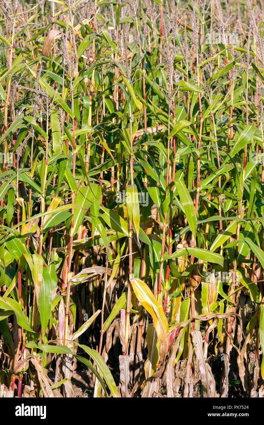 a closeup of corn stalks that began to dry and turn yellow, the autumn ...