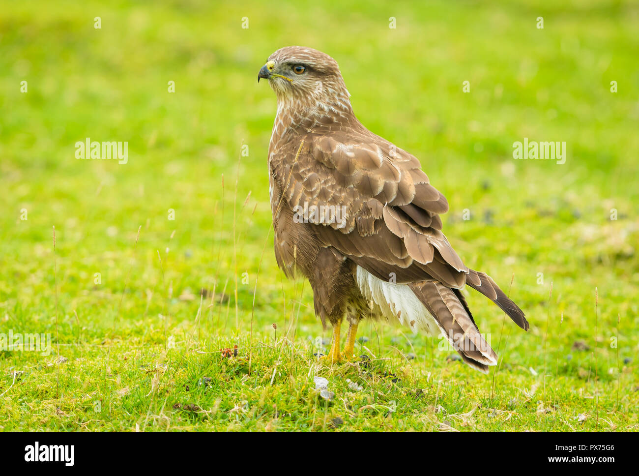 Young Buzzard Uk High Resolution Stock Photography and Images - Alamy
