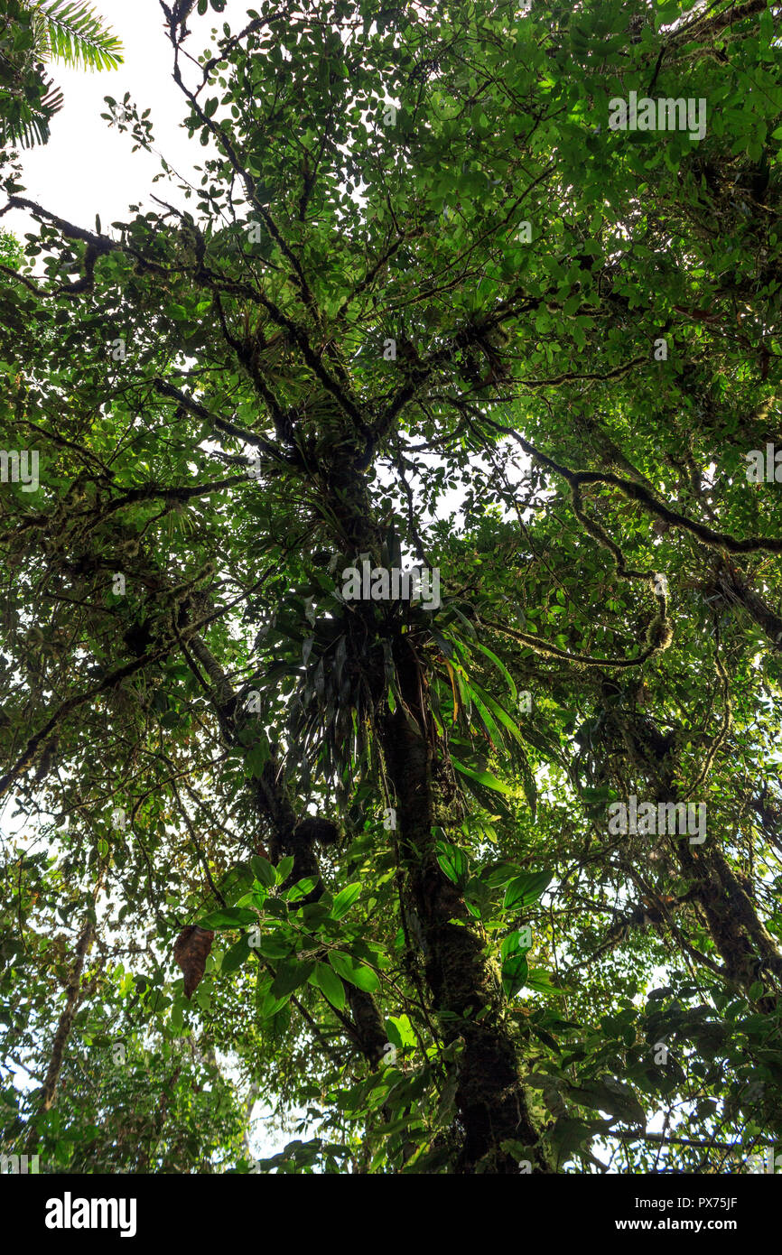 Amazon rainforest interior view hi-res stock photography and images - Alamy
