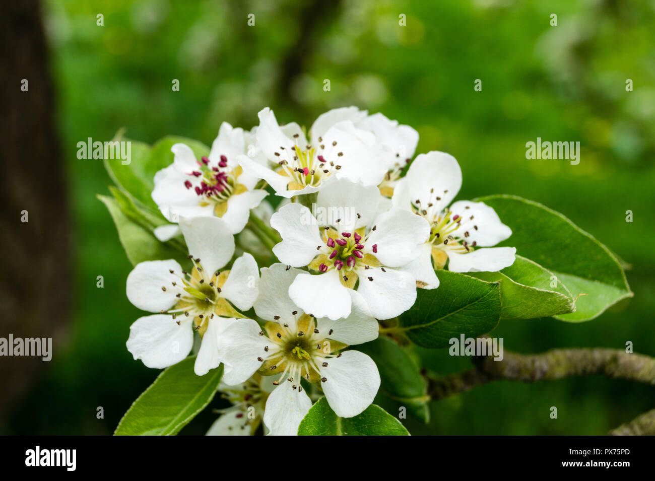 Flowering fruit trees in the old Country near Hamburg Germany Stock ...