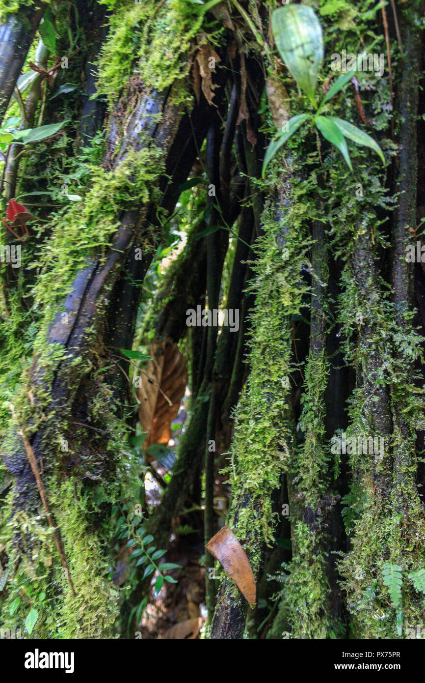 Amazon rainforest interior view hi-res stock photography and images - Alamy