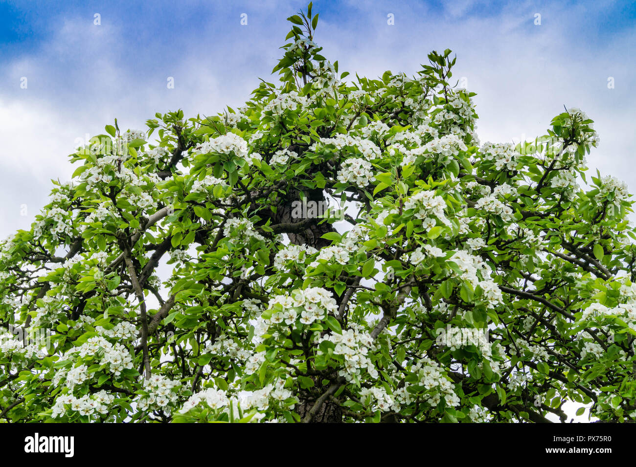 Flowering fruit trees in the old Country near Hamburg Germany Stock ...
