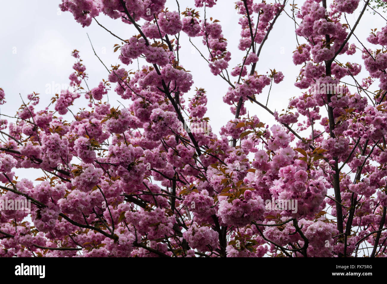 Flowering fruit trees in the old Country near Hamburg Germany Stock ...