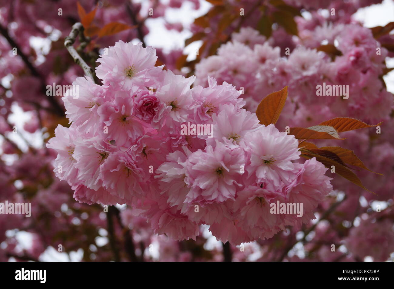 Flowering fruit trees in the old Country near Hamburg Germany Stock ...