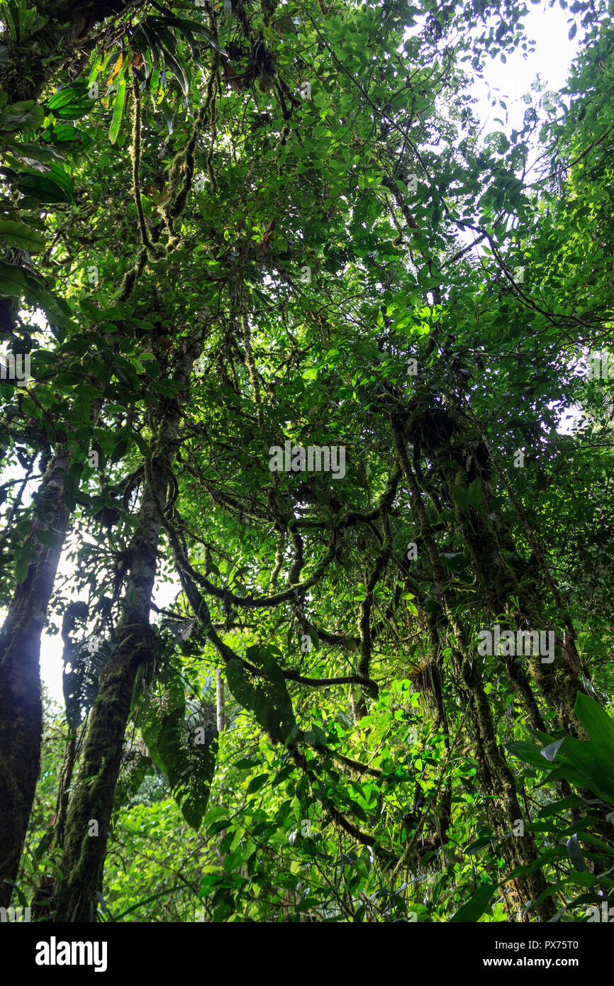 Amazon rainforest interior view hi-res stock photography and images - Alamy