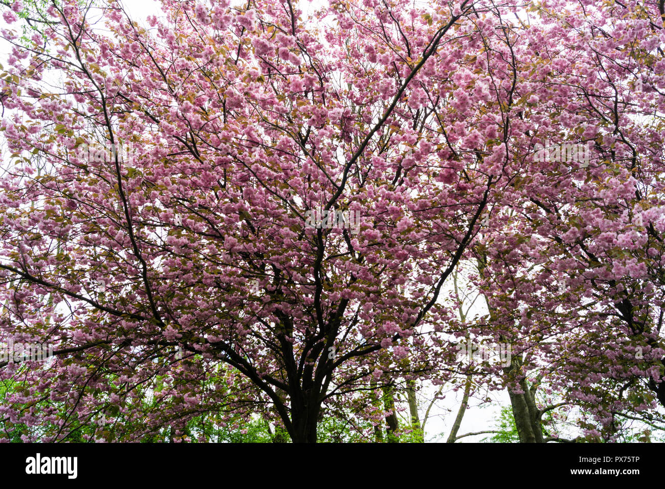 Flowering fruit trees in the old Country near Hamburg Germany Stock ...