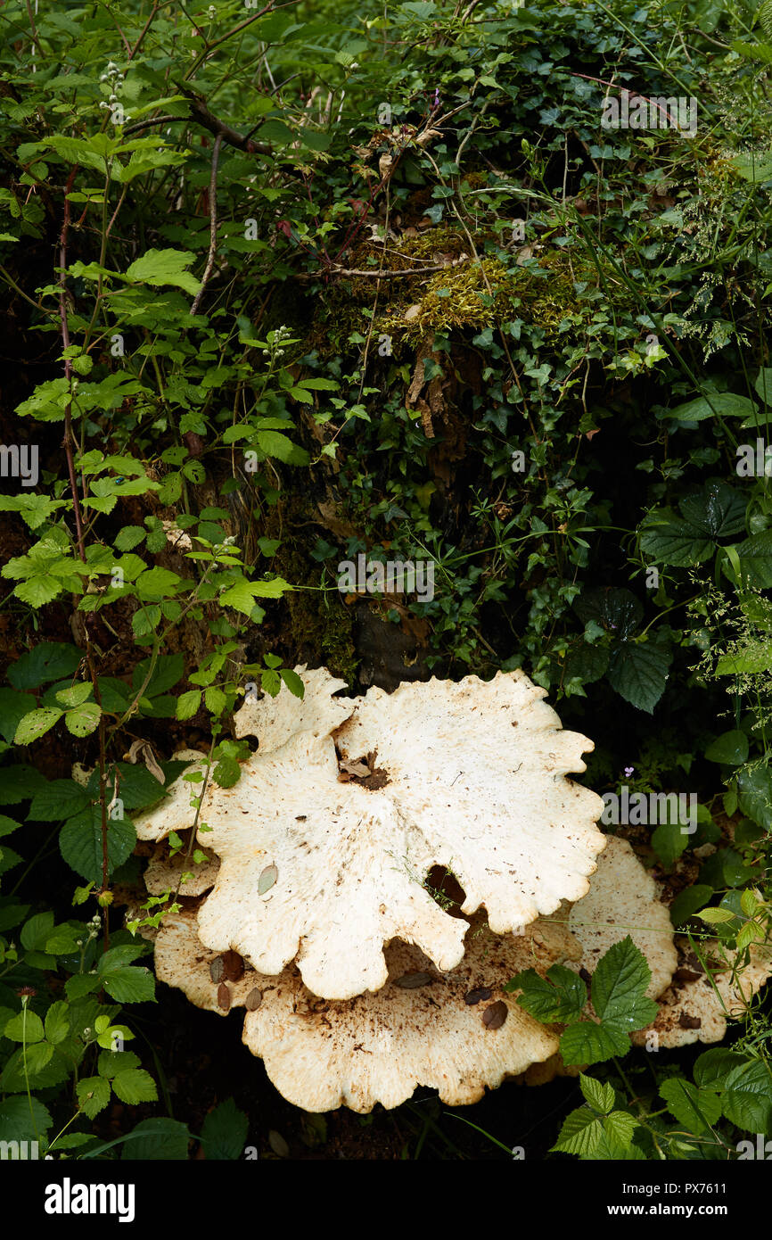 White bracket fungi on tree stump and greenery, Croydon, England ...