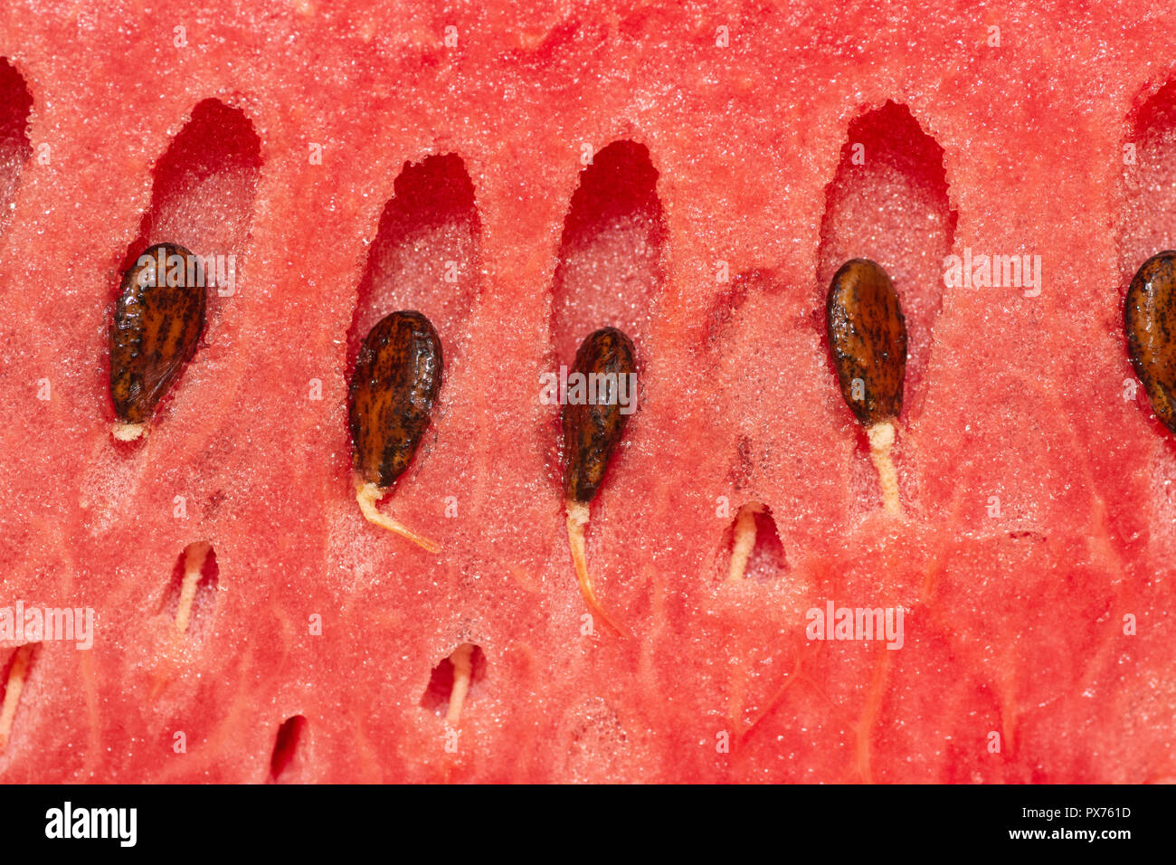closeup by macro lens of ripe fresh watermelon with seeds, closeup to ...