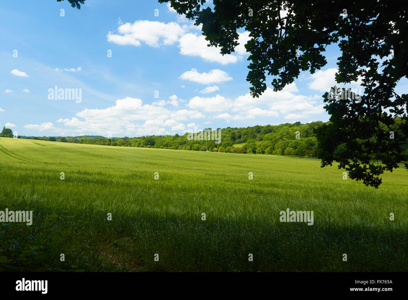 Summer farmland field with tree and high cloud, Croydon, England ...