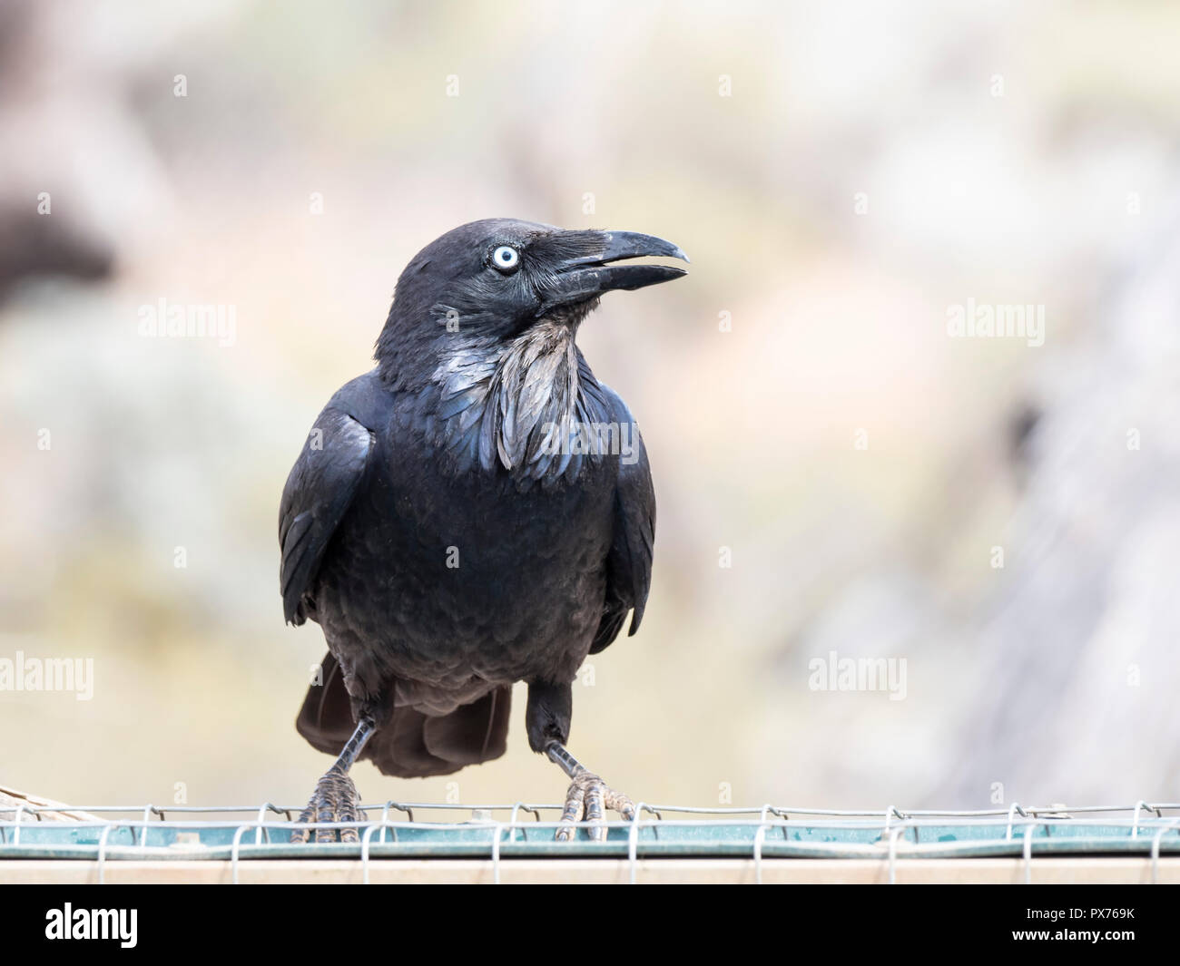 Australian Raven (Corvus coronoides) race "coronoides Stock Photo - Alamy
