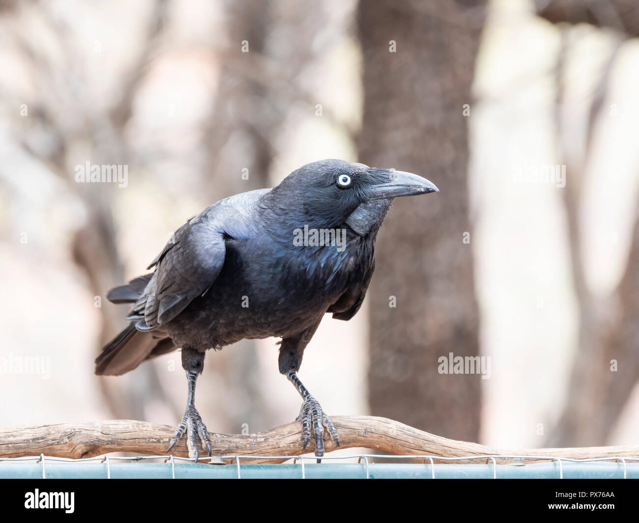 Australian Raven (Corvus coronoides) race "coronoides Stock Photo - Alamy