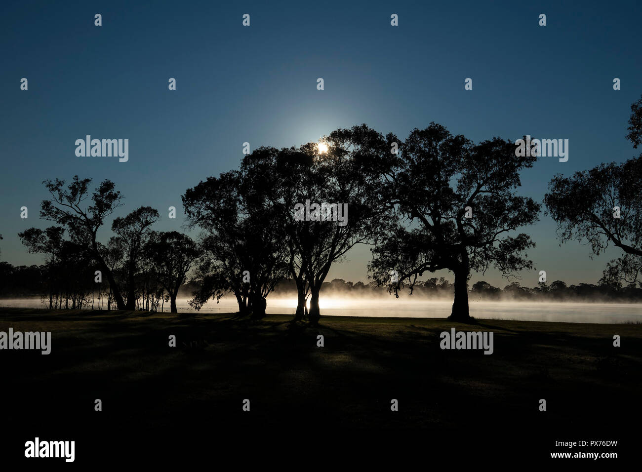 Bright morning sun through the trees with a blue sky Stock Photo - Alamy