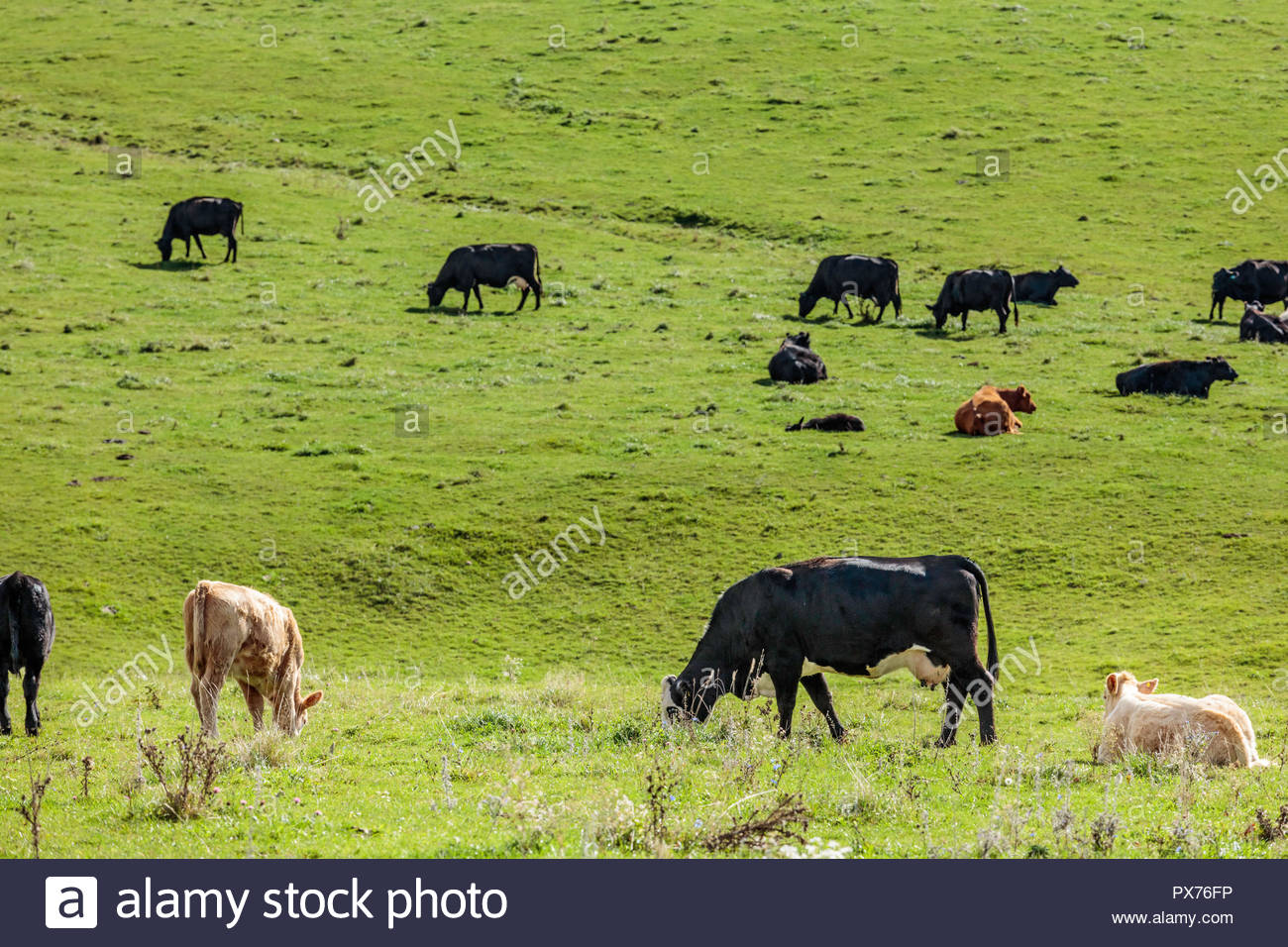 Cattle Farm High Resolution Stock Photography and Images - Alamy