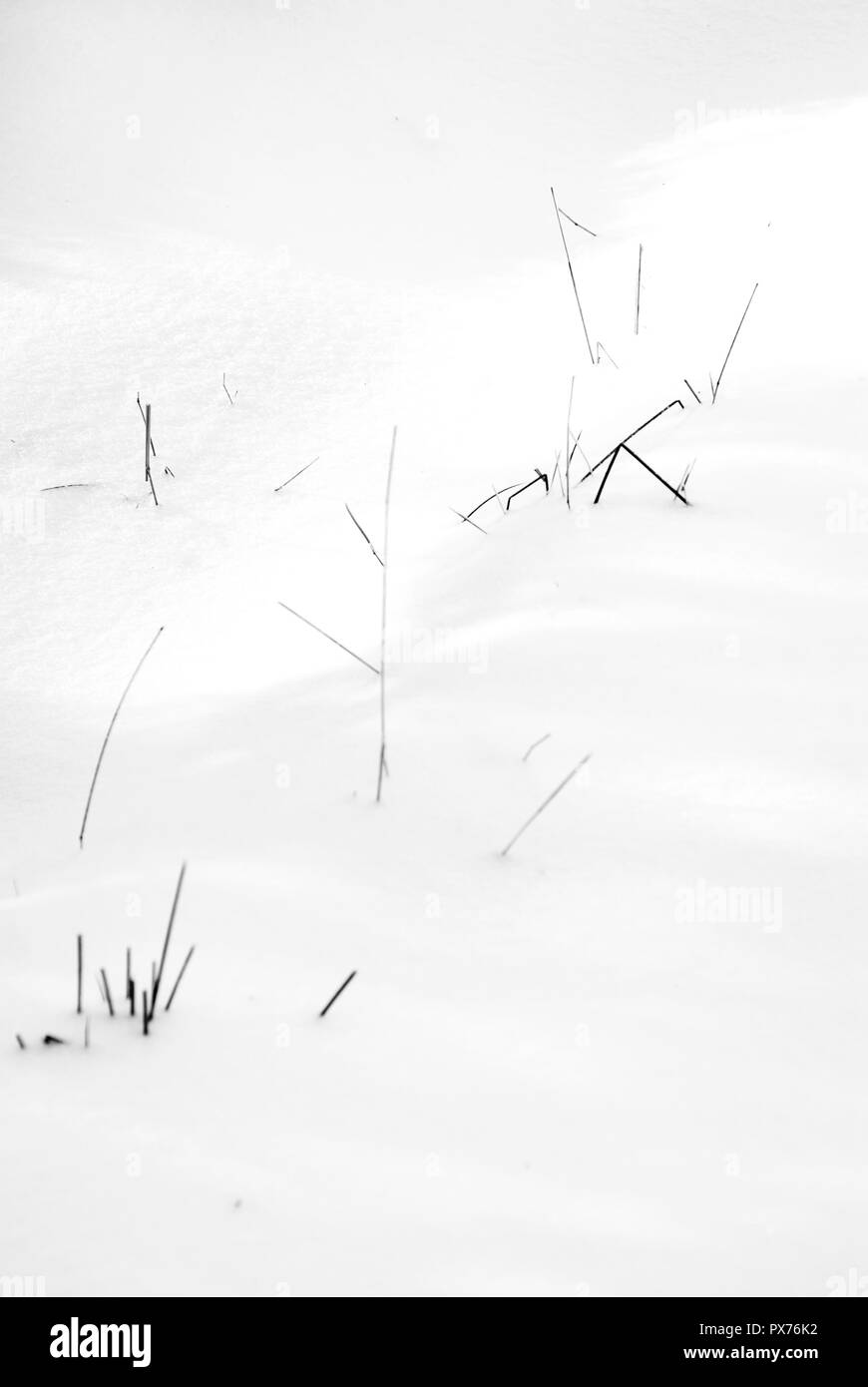 Biting grass Black and White Stock Photos & Images - Alamy