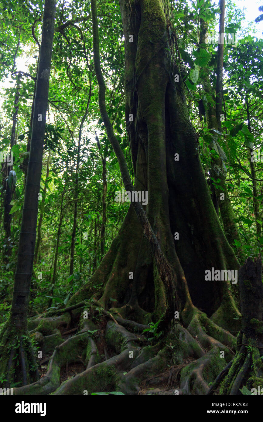 Amazon rainforest interior view hi-res stock photography and images - Alamy