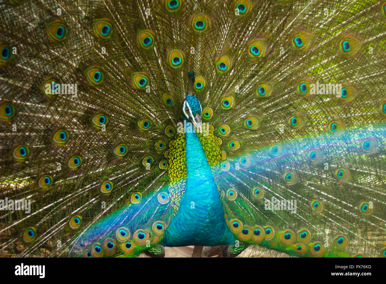 Peacock fly hi-res stock photography and images - Alamy