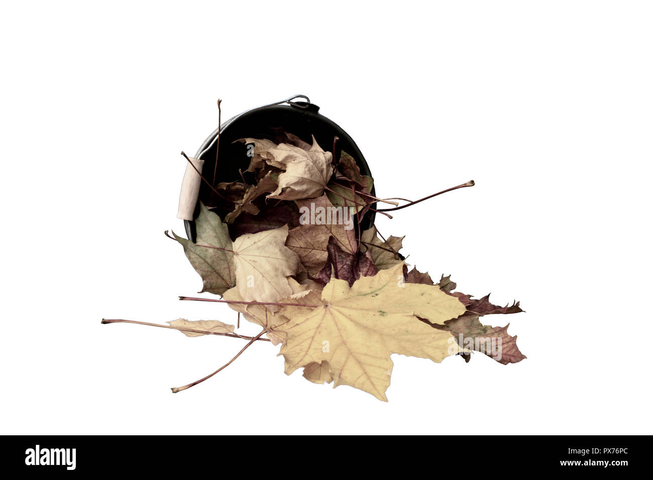 Maple leaves fall from a bucket Isolated on white Stock Photo - Alamy
