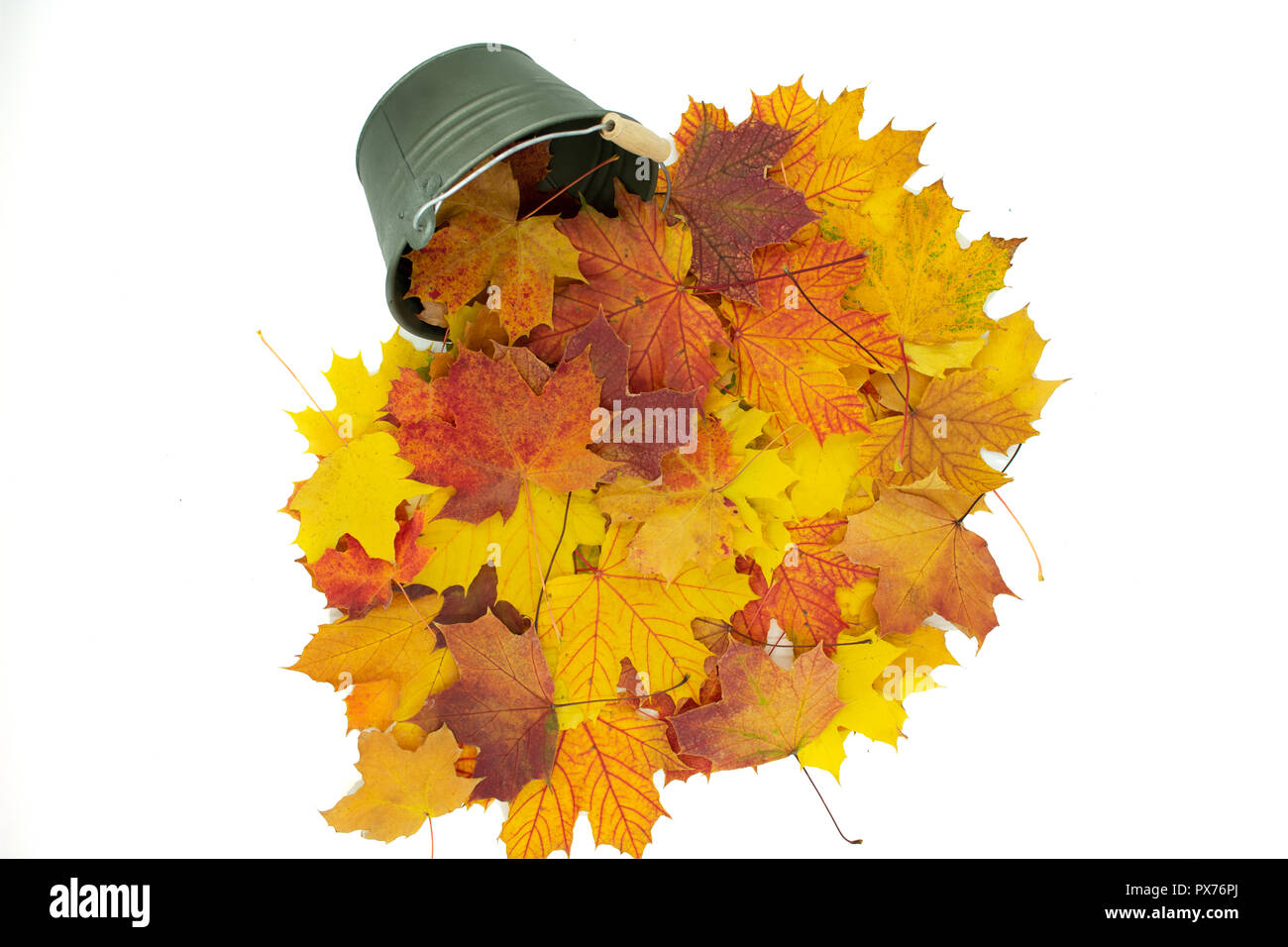 Bucket of autumn maple leaves. Isolated on white Stock Photo - Alamy