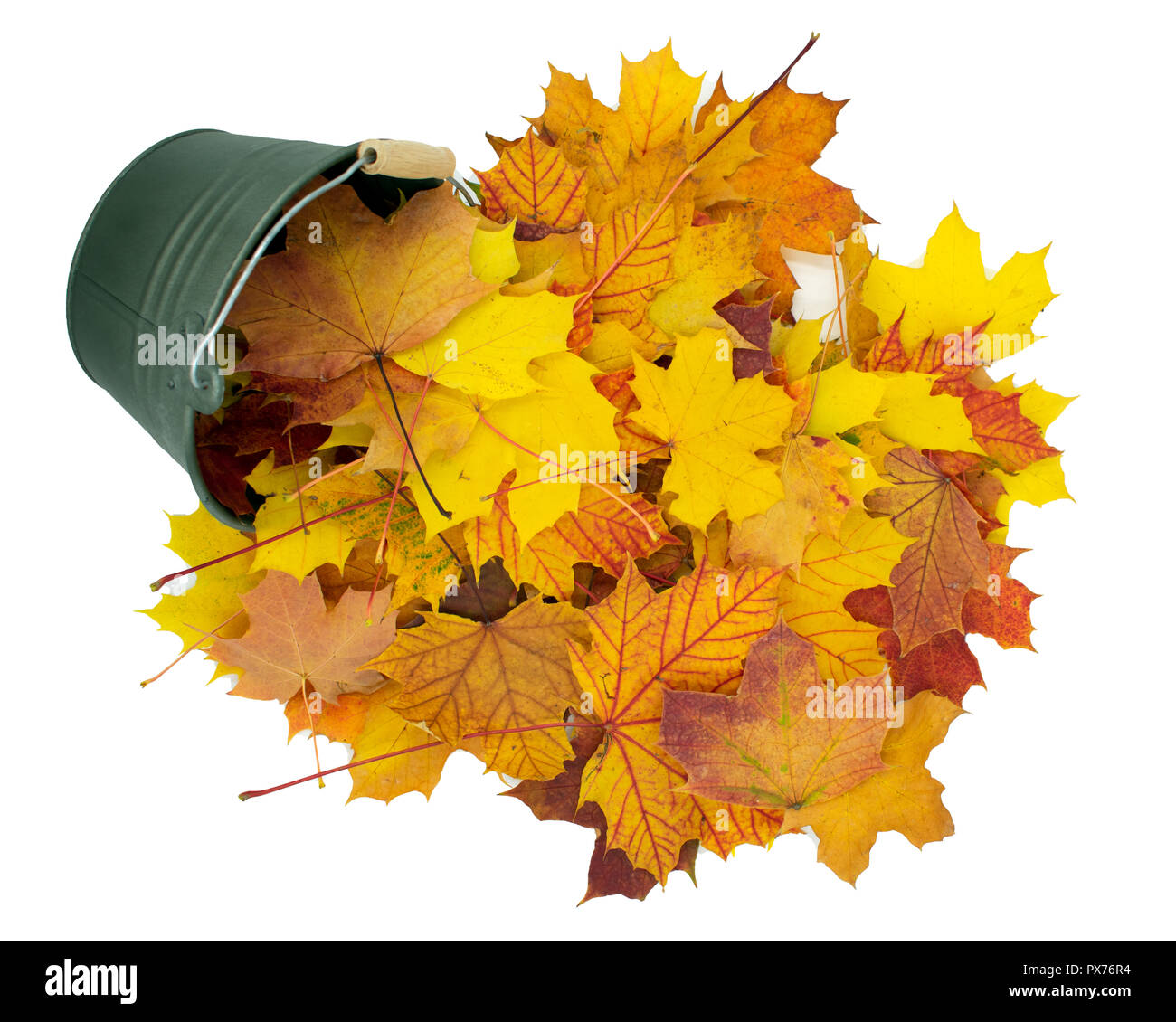 small bucket falling from the colorful, autumnal leaves. Isolated on ...