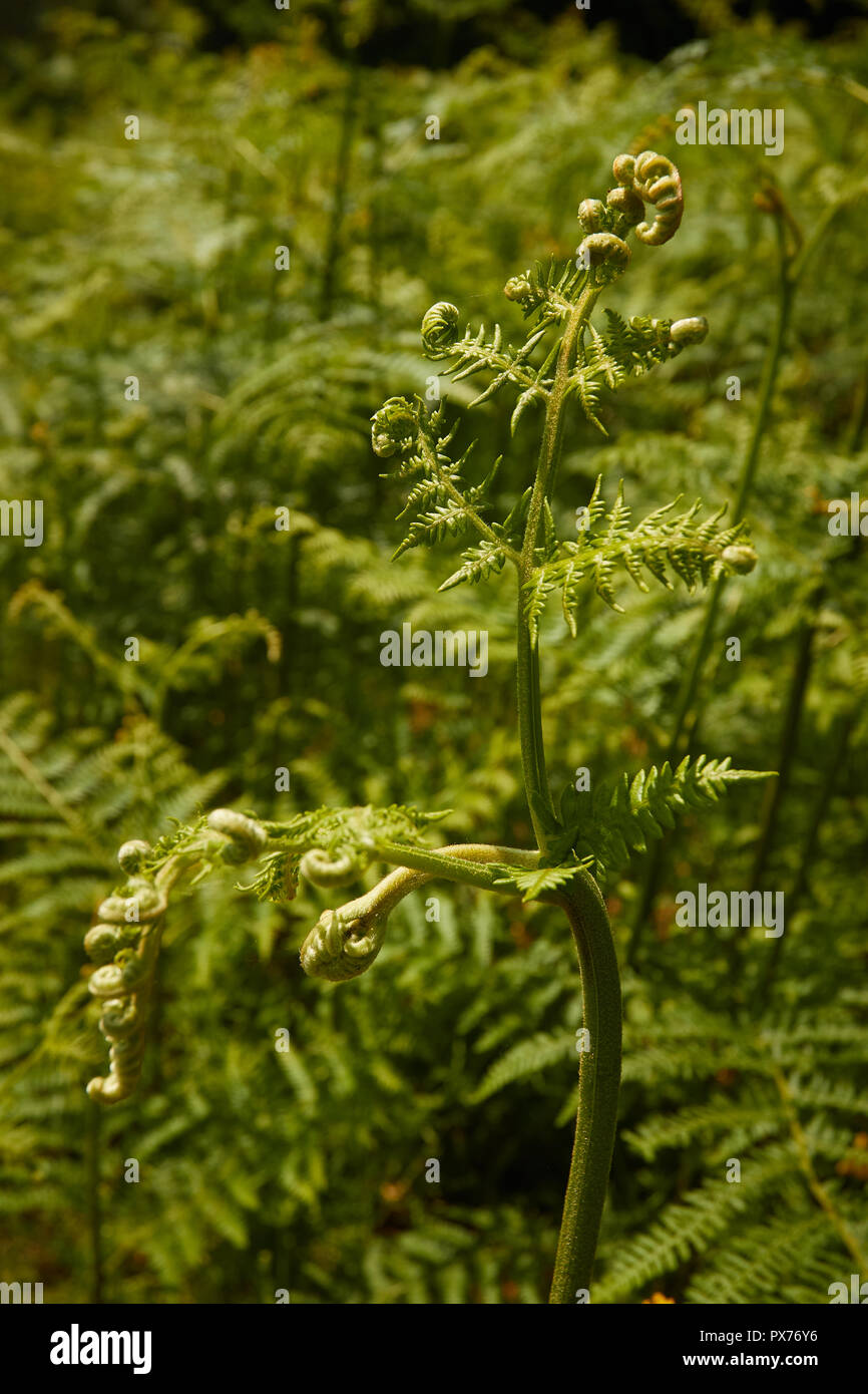 Fern front, at Beacon wood country park, Kent, England, United Kingdom ...