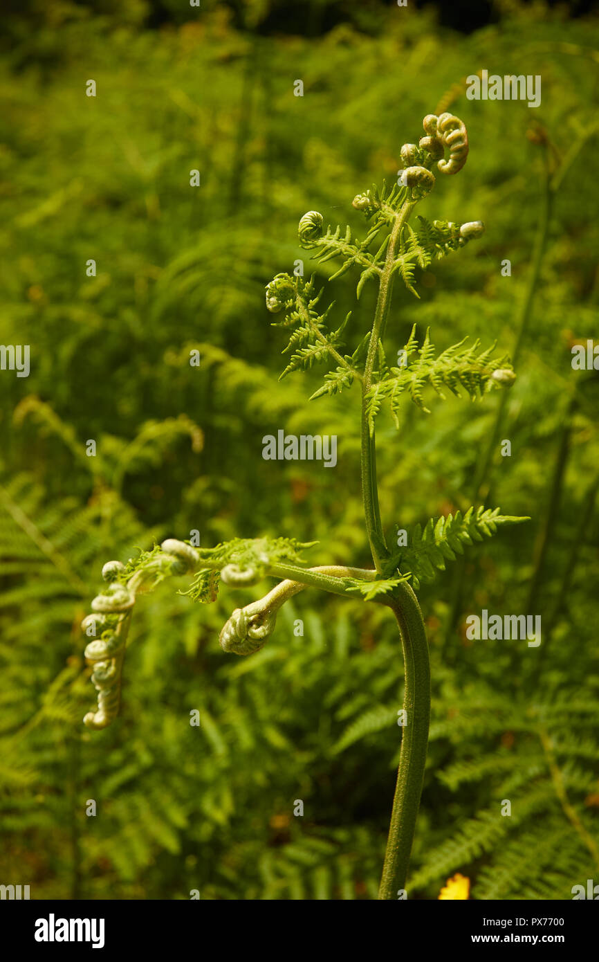 Fern front, at Beacon wood country park, Kent, England, United Kingdom ...