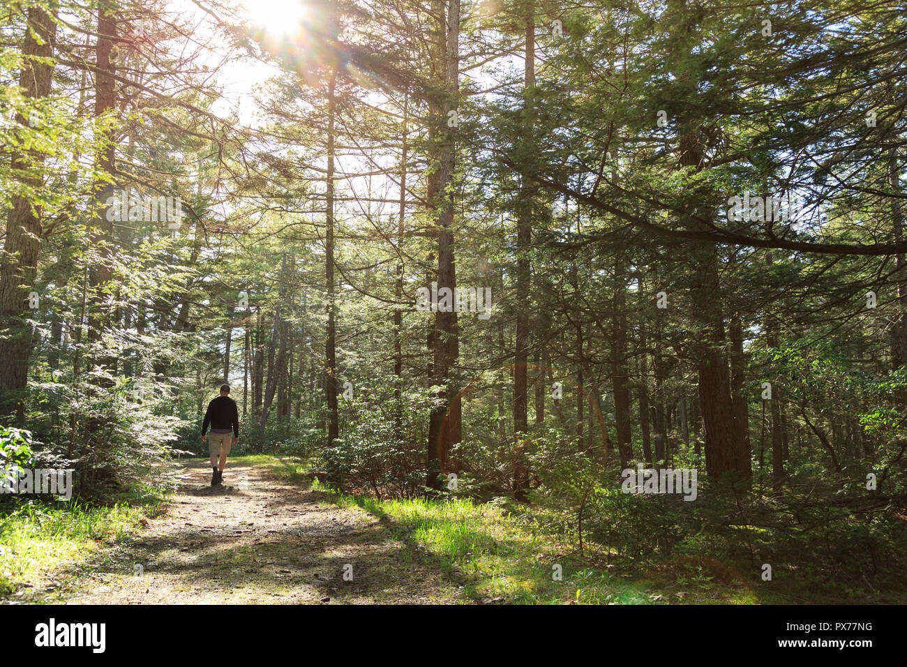 Man hiking path in Catskills Mountains around North- South Lakes, near ...