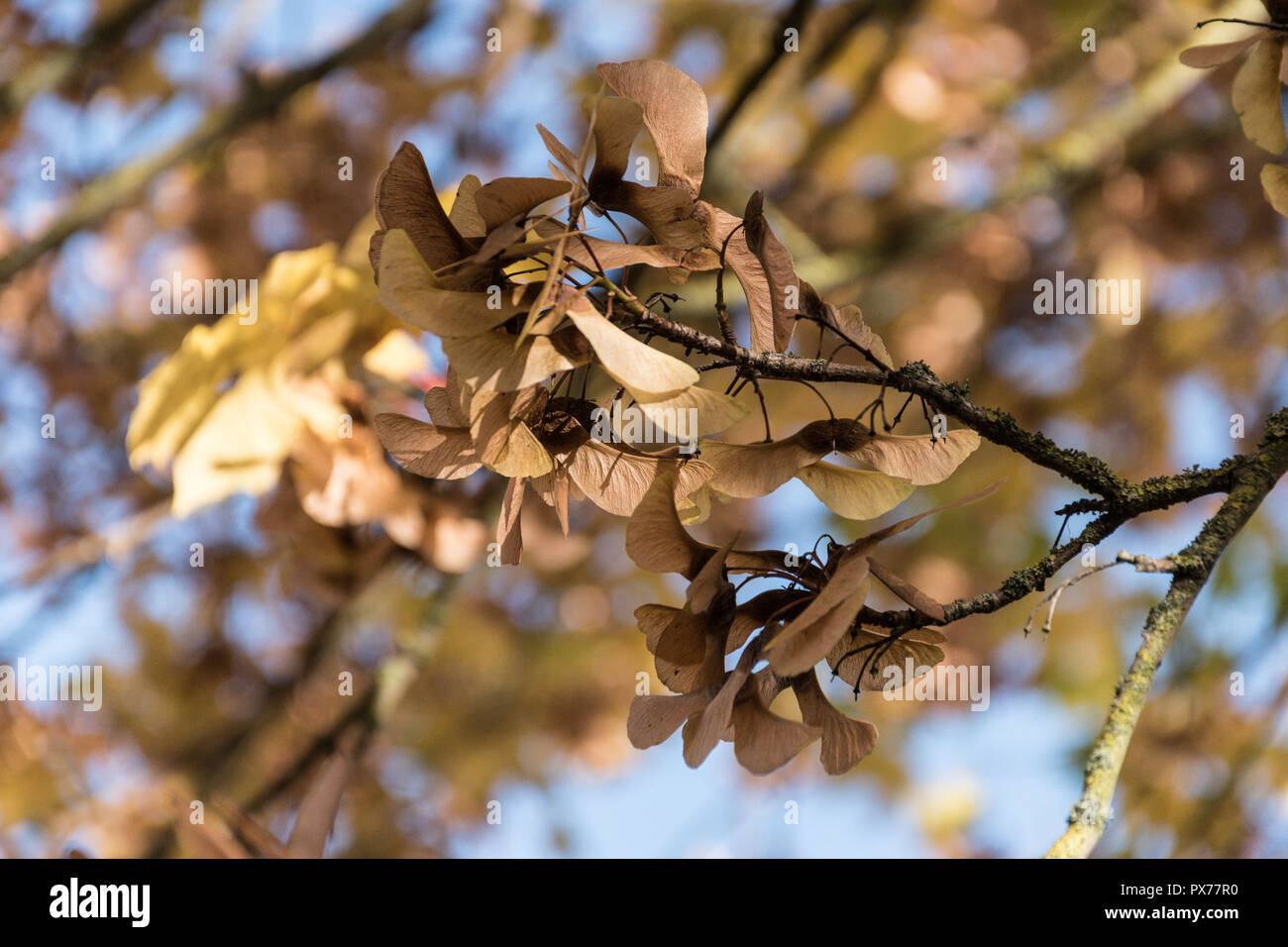 Sycamore maple hi-res stock photography and images - Alamy