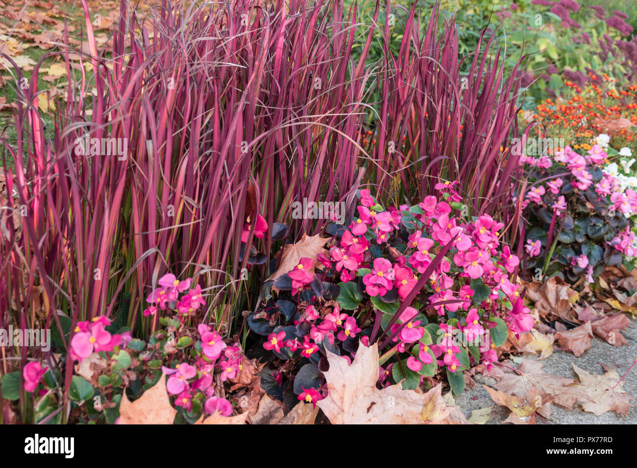 Imperata cylindrica red baron hi-res stock photography and images - Alamy