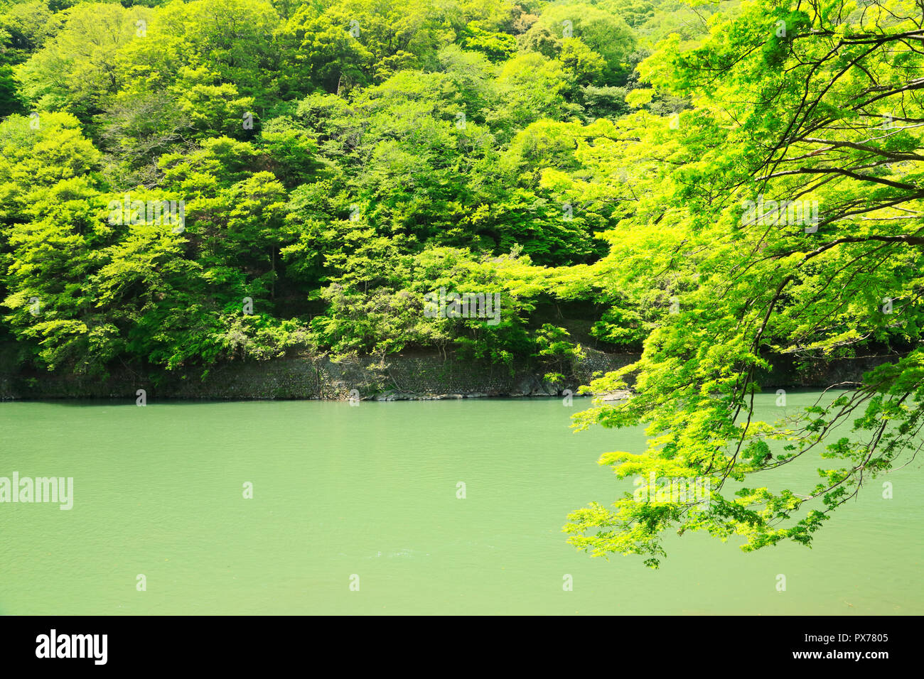 Fresh green of Arashiyama in Kyoto Stock Photo - Alamy