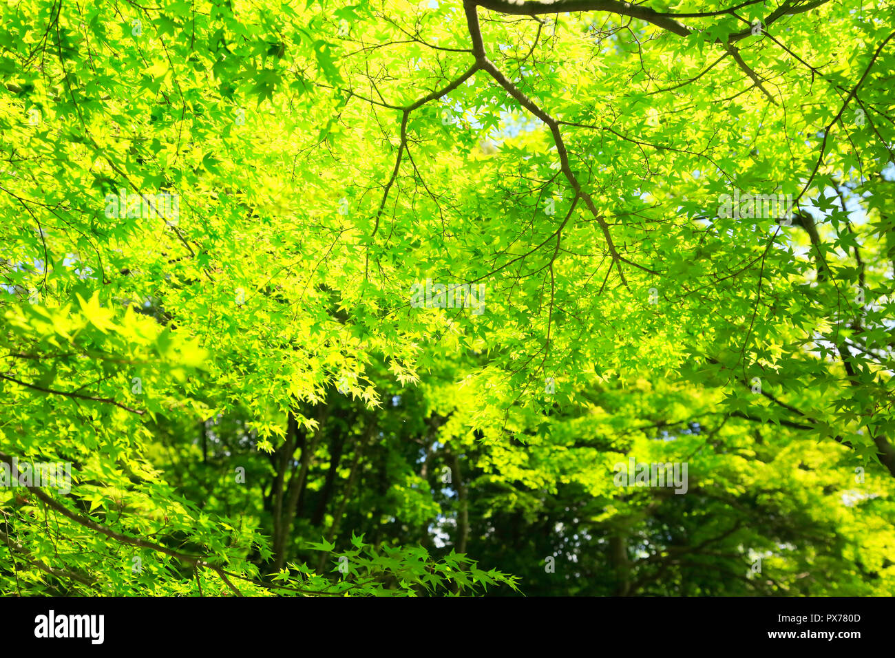 Fresh green of Arashiyama in Kyoto Stock Photo - Alamy