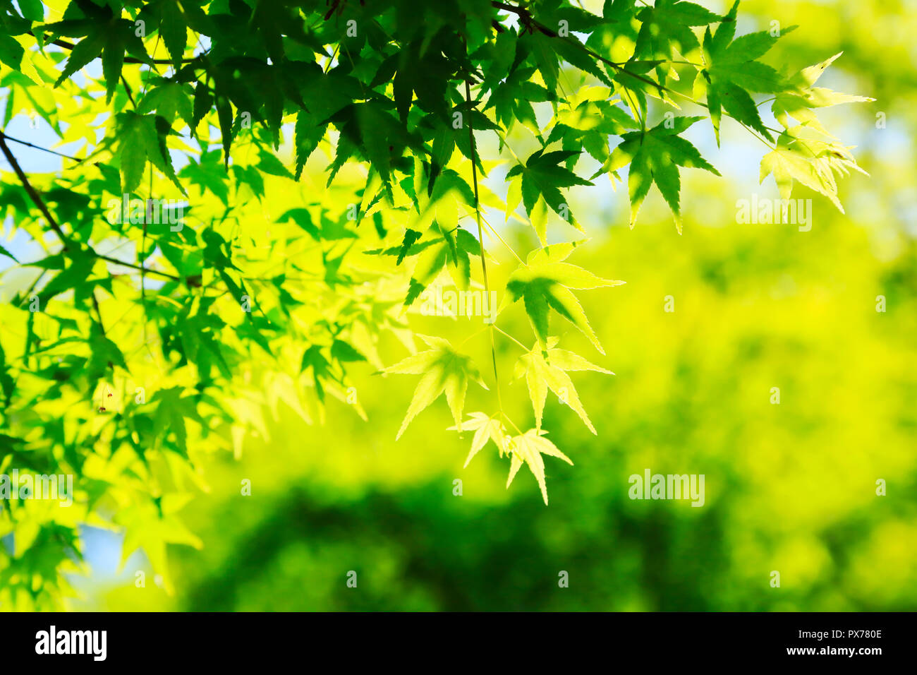 Fresh green of Arashiyama in Kyoto Stock Photo - Alamy
