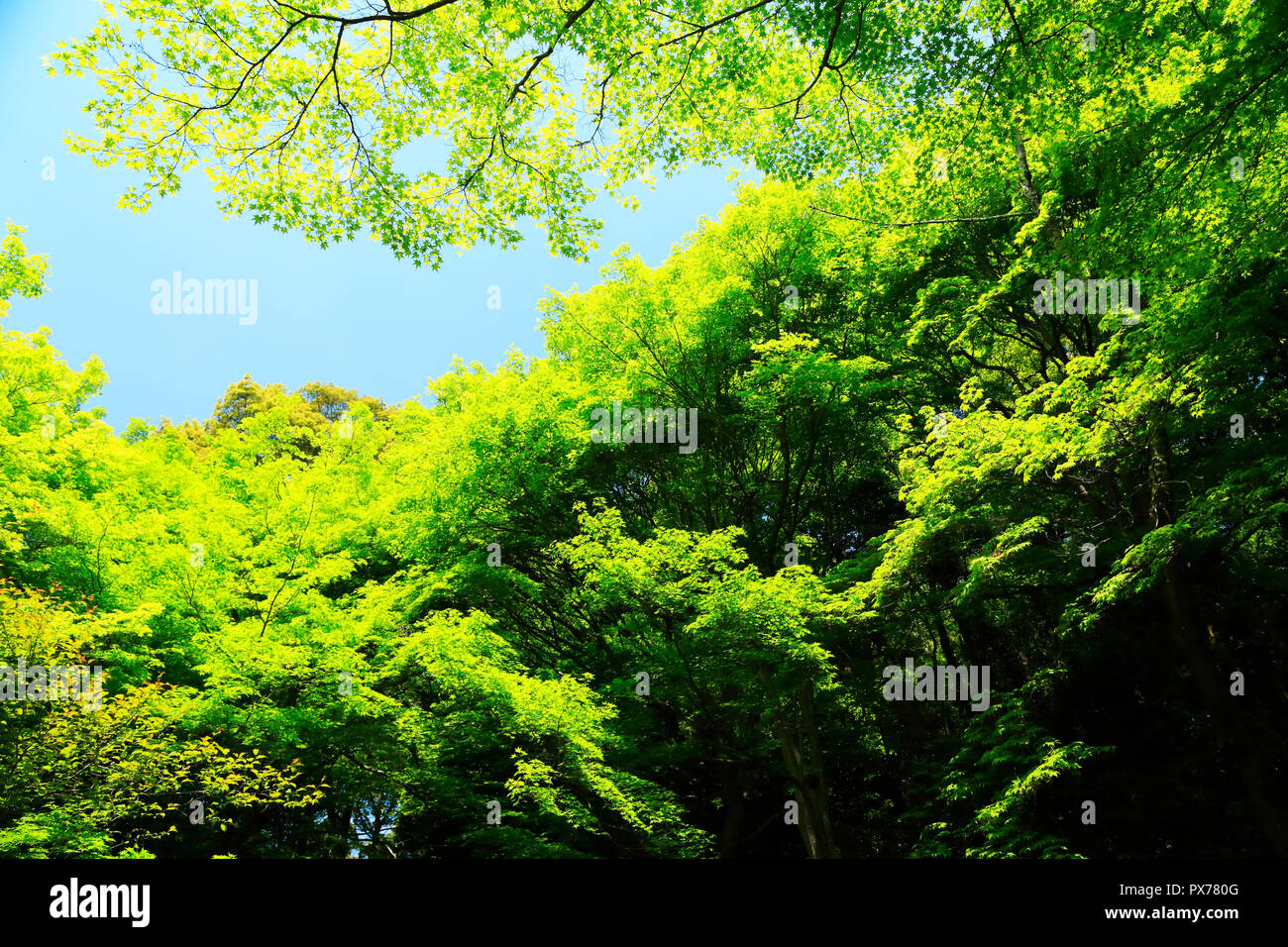 Fresh green of Arashiyama in Kyoto Stock Photo - Alamy