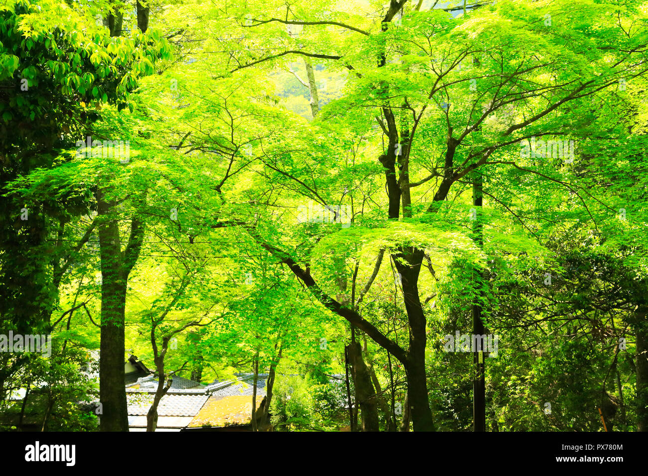 Fresh green of Arashiyama in Kyoto Stock Photo - Alamy