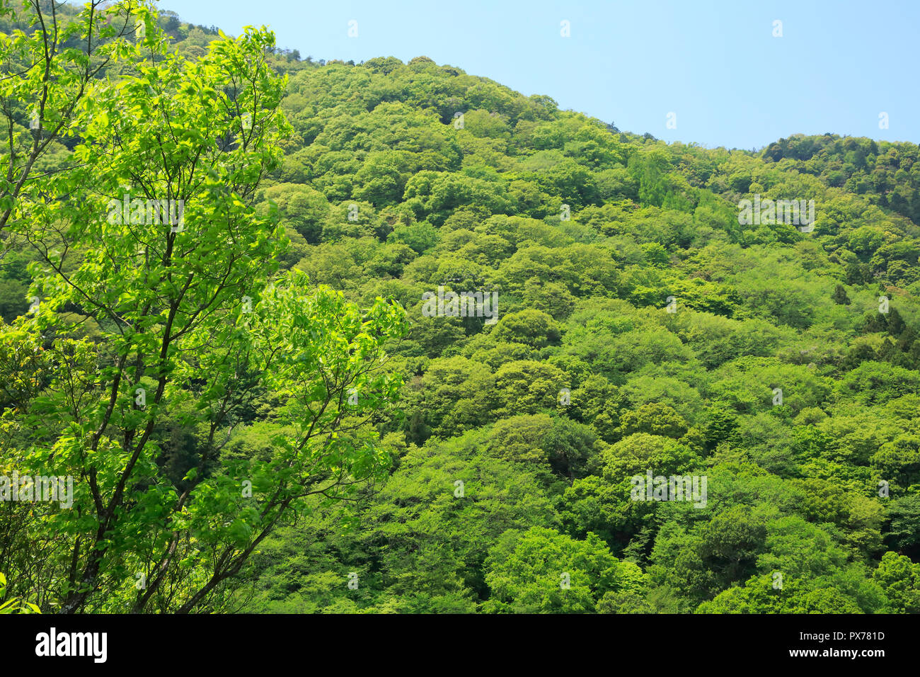 Fresh green of Arashiyama in Kyoto Stock Photo - Alamy