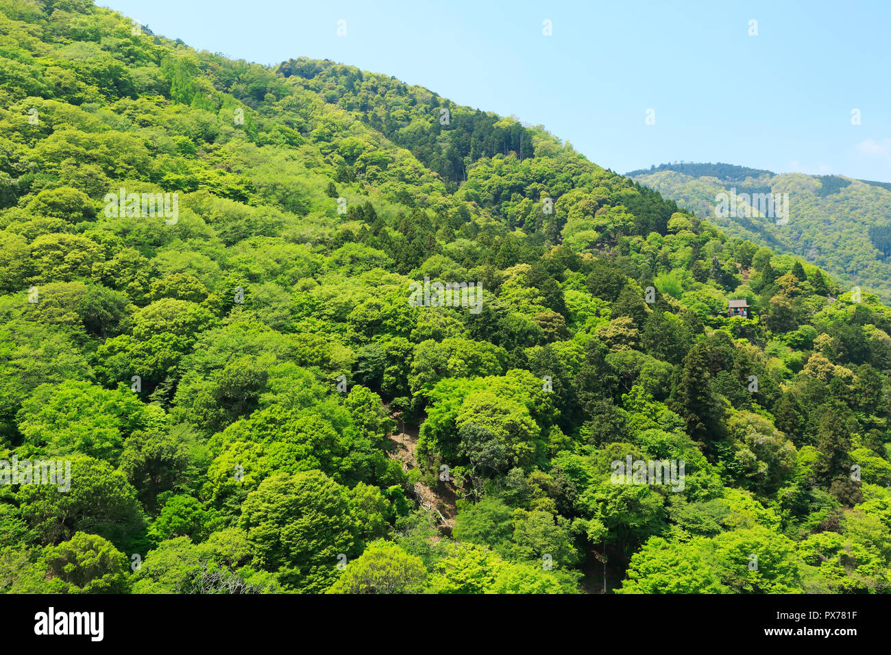 Fresh green of Arashiyama in Kyoto Stock Photo - Alamy