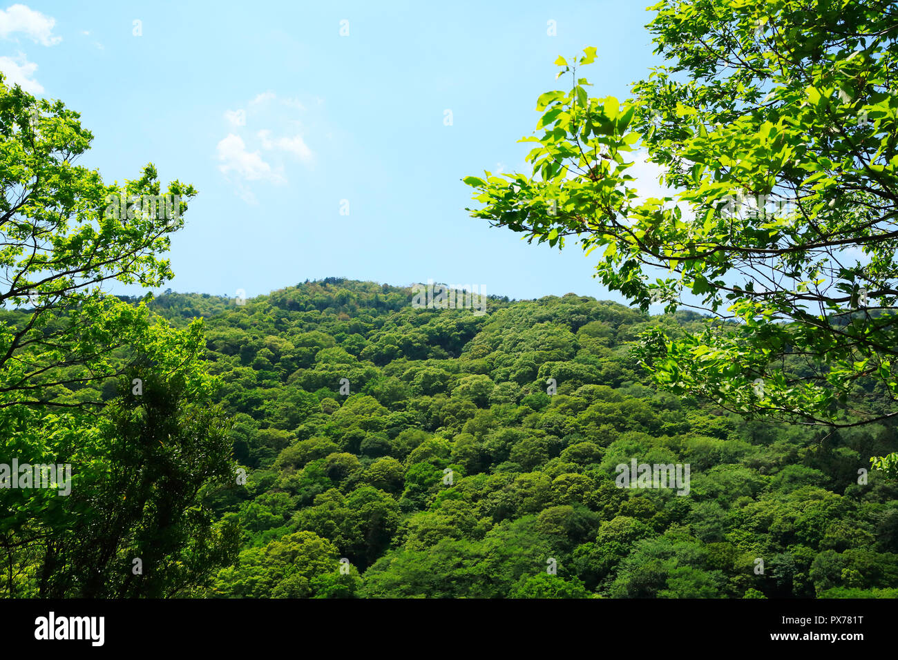 Fresh green of Arashiyama in Kyoto Stock Photo - Alamy