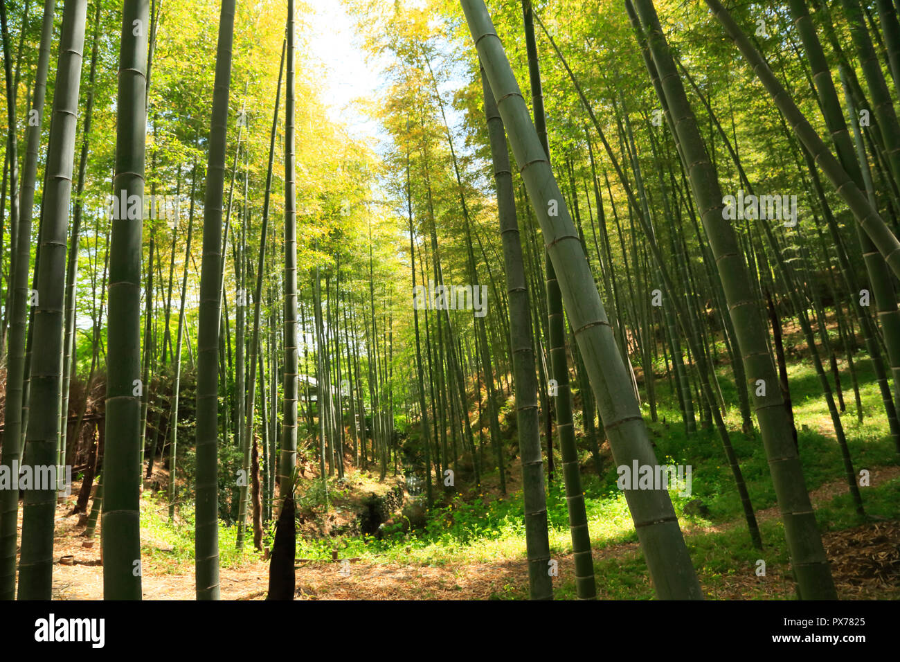 Bamboo Road in Kyoto, Arashiyama Stock Photo - Alamy
