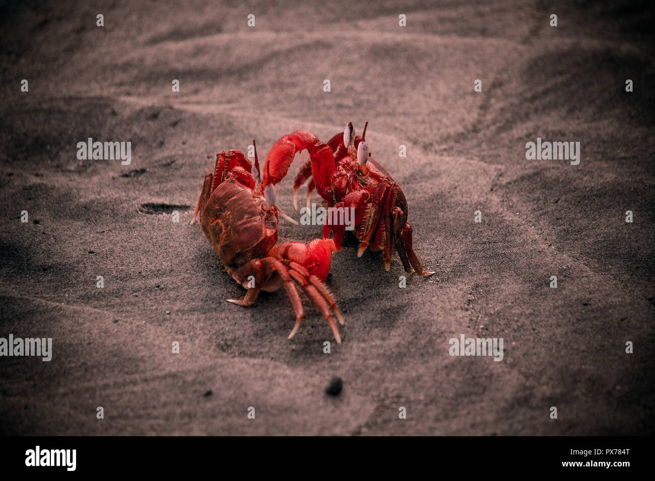 Crabs fighting hi-res stock photography and images - Alamy