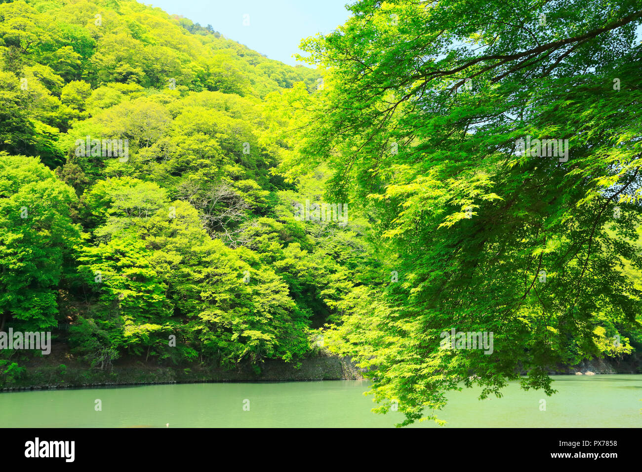 Fresh green of Arashiyama in Kyoto Stock Photo - Alamy