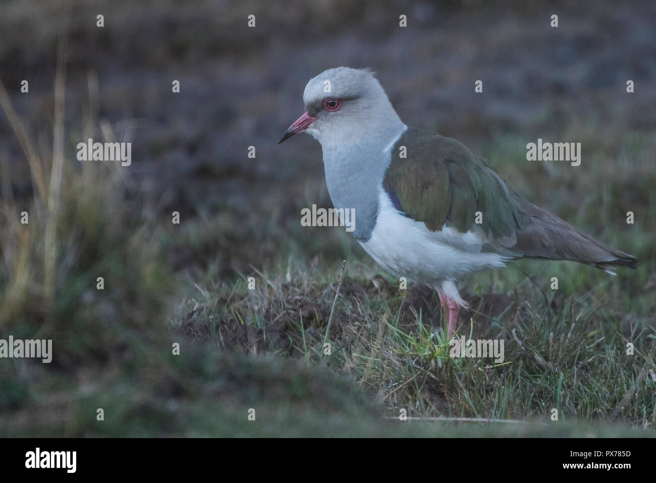 An Andean lapwing (Vanellus resplendens) in the grassy fields near the ...