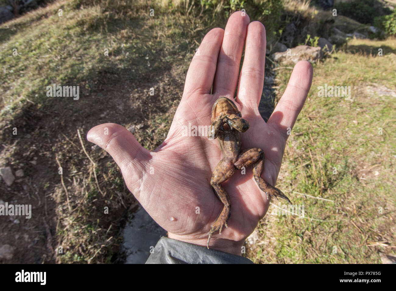 A dead water frog (Telmatobius species) that has likely fallen victim ...