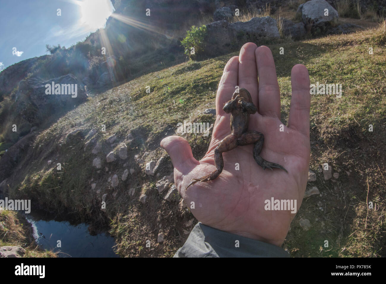 A dead water frog (Telmatobius species) that has likely fallen victim ...
